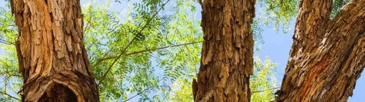 Commemorative Tree Planting Ceremony — Engage EU